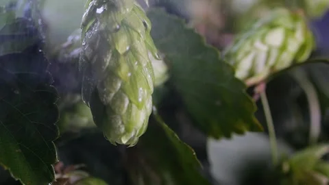 Detailed texture of a hop cone with a wa... | Stock Video | Pond5