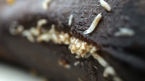 Detailed view of fruit fly larvae writhi... | Stock Video | Pond5