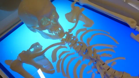 A detailed view of a human skeleton mode... | Stock Video | Pond5