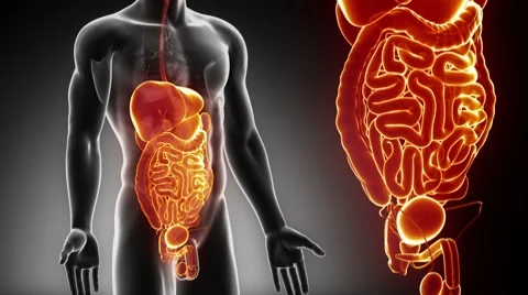 Detailed view - Male ABDOMINAL organs an... | Stock Video | Pond5