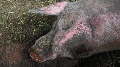 A detailed view of a pigs head, its fur ... | Stock Video | Pond5