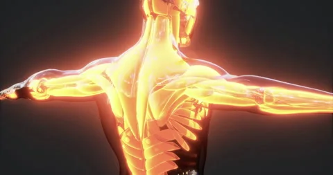 Detailed visualization of human body mus... | Stock Video | Pond5