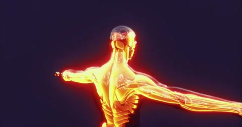 Detailed visualization of human body mus... | Stock Video | Pond5
