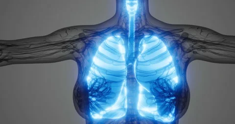 Detailed visualization of human lung ana... | Stock Video | Pond5