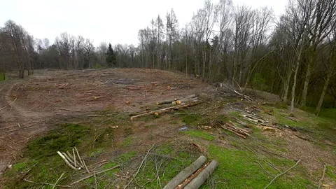 Devastated part of forest with many stum... | Stock Video | Pond5