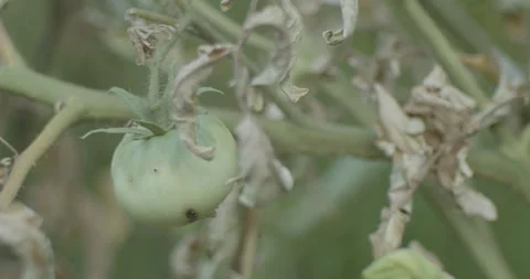 Devastated tomato plant and fruit 4K sha... | Stock Video | Pond5