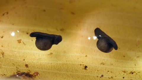 Developing eggs of the Variable Poison F... | Stock Video | Pond5