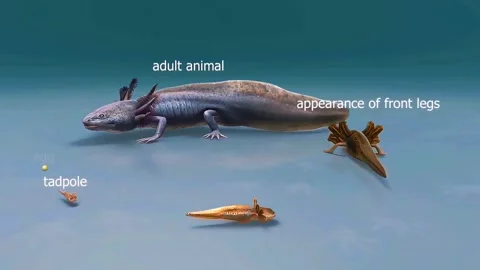 Development of axolotl | Stock Video | Pond5