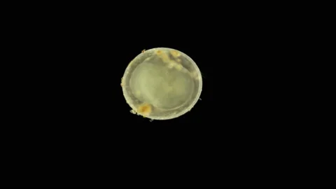The development of fertilized fish eggs ... | Stock Video | Pond5