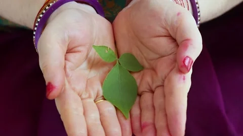 devotee holding holy Aegle marmelos or B... | Stock Video | Pond5