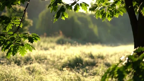 dew drops fall from the tree when the wi... | Stock Video | Pond5