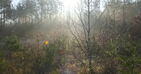 Figgy Drops Stock Videos – Royalty-Free HD & 4K Videos