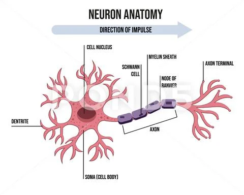 Diagram of Neuron Anatomy. Illustration of neuron anatomy.: Royalty ...