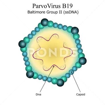 Diagram of Parvo virus B19 particle structure: Graphic #83595753