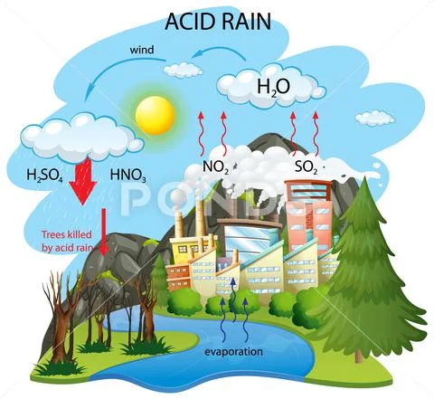 Diagram showing acid rain pathway on white background: Royalty Free ...