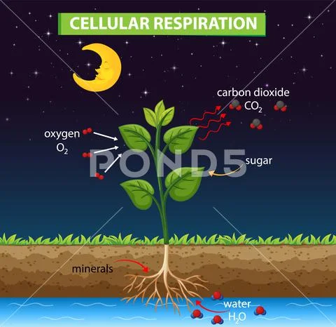 Diagram showing cellular respiration in plant ~ Clip Art #177917571