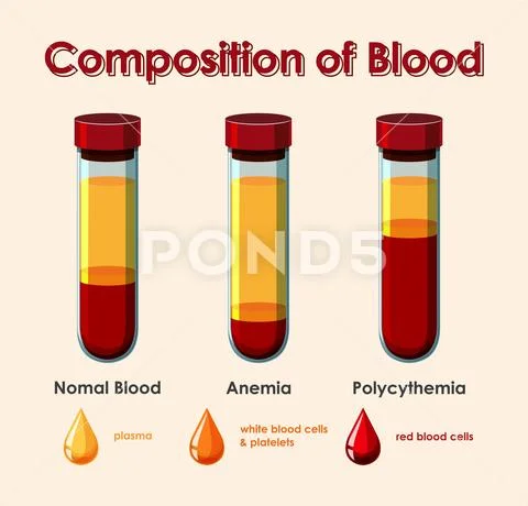 Diagram showing composition of blood: Royalty Free #118708154