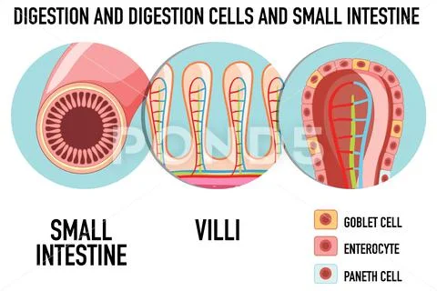 Diagram showing digestion cell in small intestine: Graphic #175230849