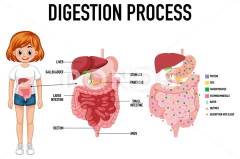 Diagram showing digestion process Illustration #172517580