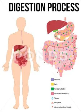 Diagram showing digestion process ~ Clip Art #192286787
