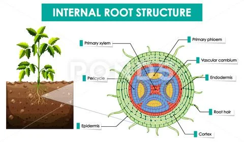 Diagram showing internal root structure: Royalty Free #176224958
