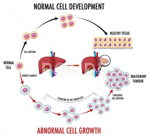 Diagram showing normal cell development ~ Clip Art #175228439