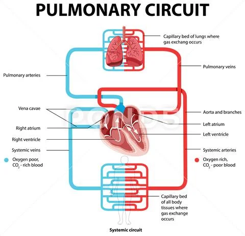 Diagram showing pulmonary circuit: Royalty Free #172285158