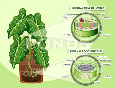 Diagram showing stem and root structure: Graphic #153644577