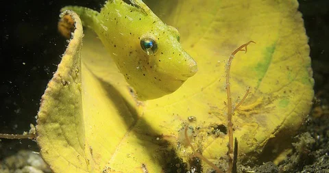 Diamond Filefish (Rudarius excelsus) Un... | Stock Video | Pond5