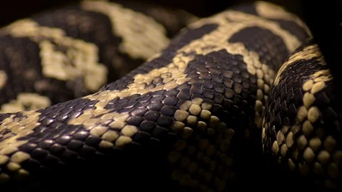 Python Stock Footage ~ Royalty Free Stock Videos | Pond5
