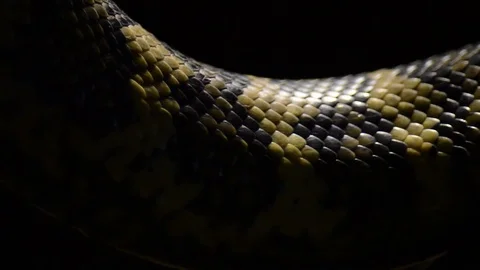 Diamond python snake scales passing in c... | Stock Video | Pond5