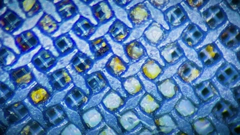 Diaphragm under a stereo microscope | Stock Video | Pond5