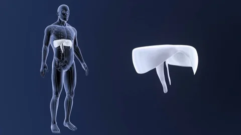 Diaphragm zoom with Skeleton | Stock Video | Pond5