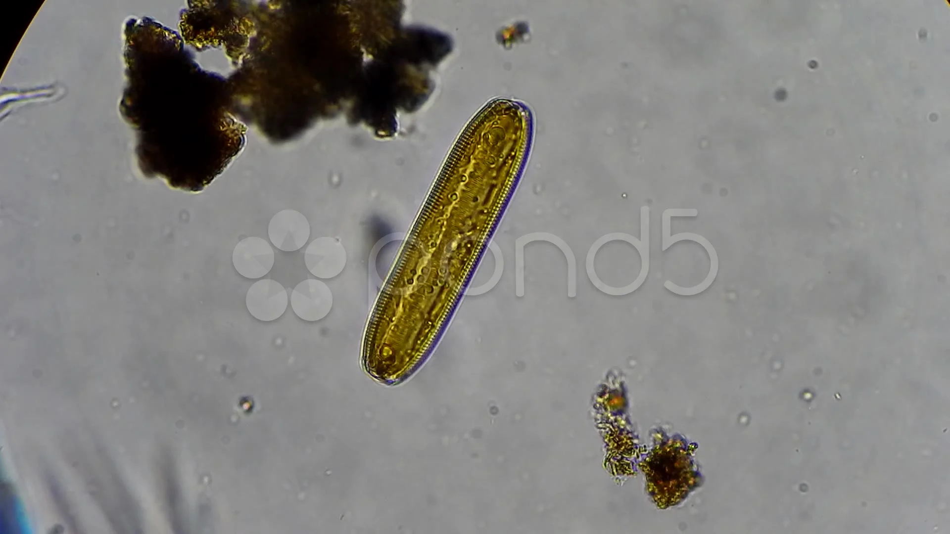 Diatoms Under Microscope 100x