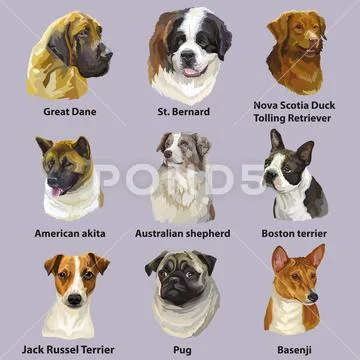 Different dogs breeds big set vector isolated illustration ~ Clip Art ...