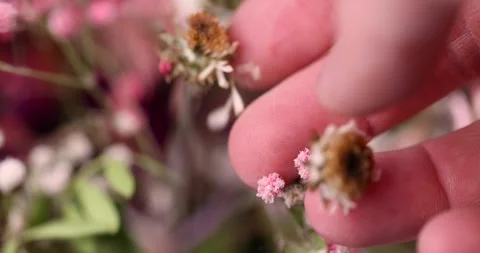 Types Of Flowers Stock Videos – Royalty-Free HD & 4K Videos