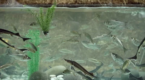 Different types of river fish swimming i... | Stock Video | Pond5