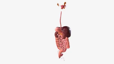 Digestive System and Urinary System | Stock Video | Pond5