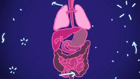 Digestive System blue shade - hand-drawn... | Stock Video | Pond5