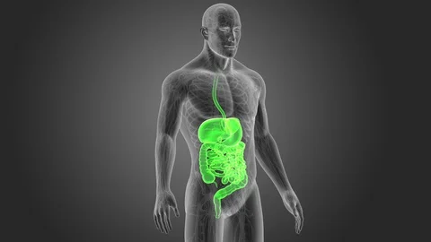 Digestive System with Circulatory system | Stock Video | Pond5