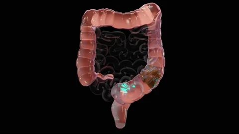 digestive system, concept of the intesti... | Stock Video | Pond5