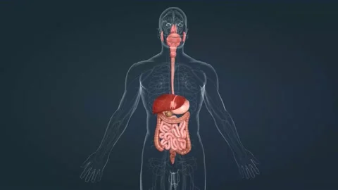 The digestive system consists of the GI ... | Stock Video | Pond5