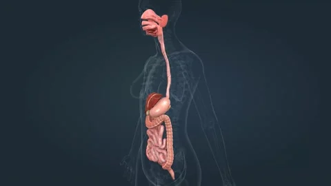 The digestive system consists of the GI ... | Stock Video | Pond5