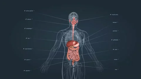 The digestive system consists of the GI ... | Stock Video | Pond5