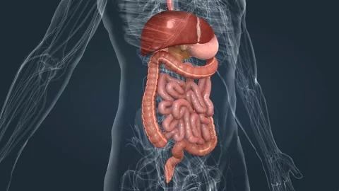 The digestive system consists of the GI ... | Stock Video | Pond5