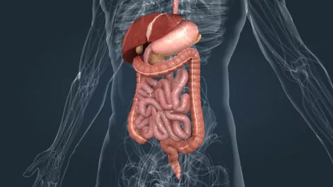 Gi Tract Anatomy Stock Footage ~ Royalty Free Stock Videos | Pond5