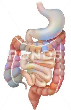 Photograph: Digestive system drawing Digestive system with stomach ...