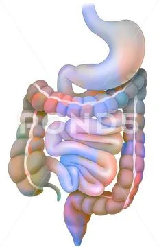 Digestive system drawing Digestive system with stomach, duodenum, small ...