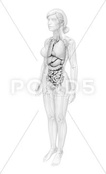 Digestive system of female anatomy: Royalty Free #42801634