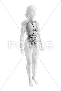 Digestive system of female anatomy: Royalty Free #42804186